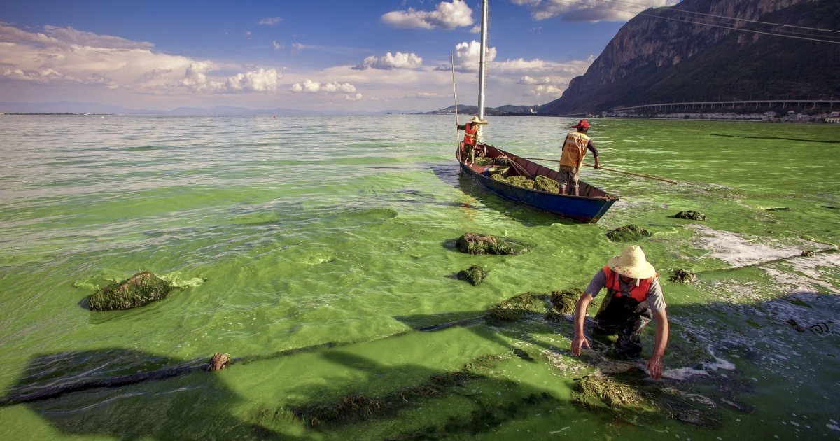 The Blue Planet Turns Green: Algae Fouls Waters as the World Struggles ...